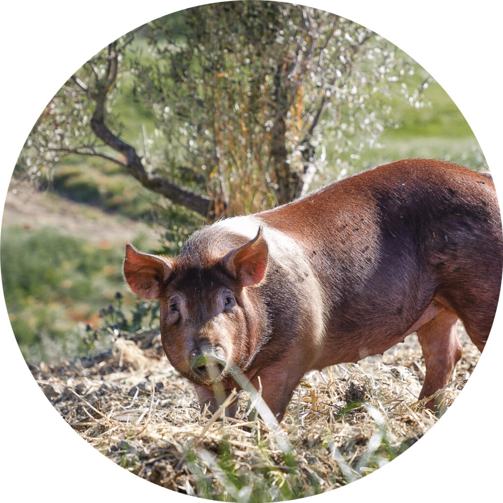 Suino della Marca® - Suino della Marca - L'Autentico Suino Marchigiano